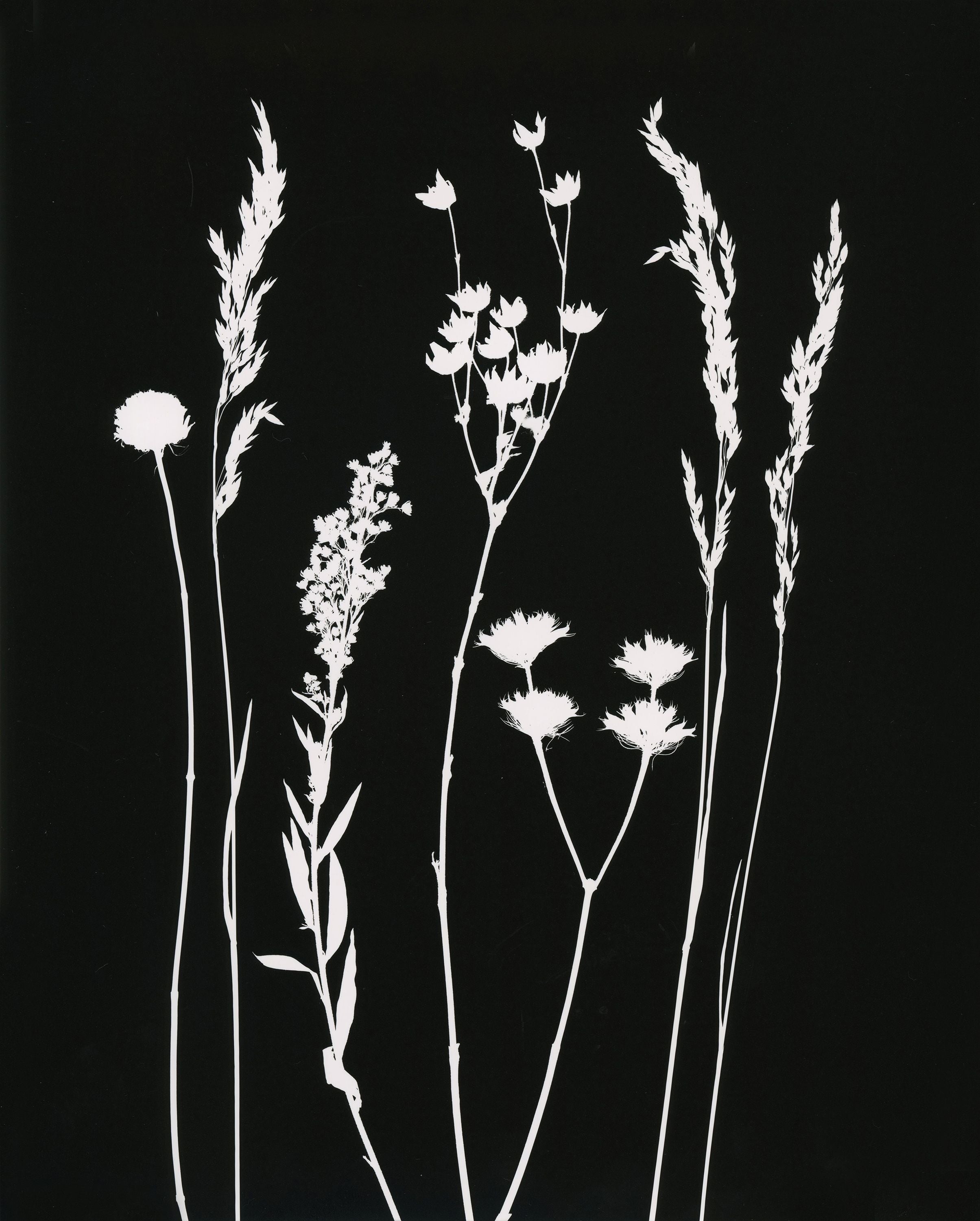Original Photogram / Wildflowers 01 – Artterra